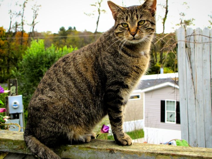 Park Cat - Galleria Straordinaria - Photography, Animals, Birds, & Fish ...