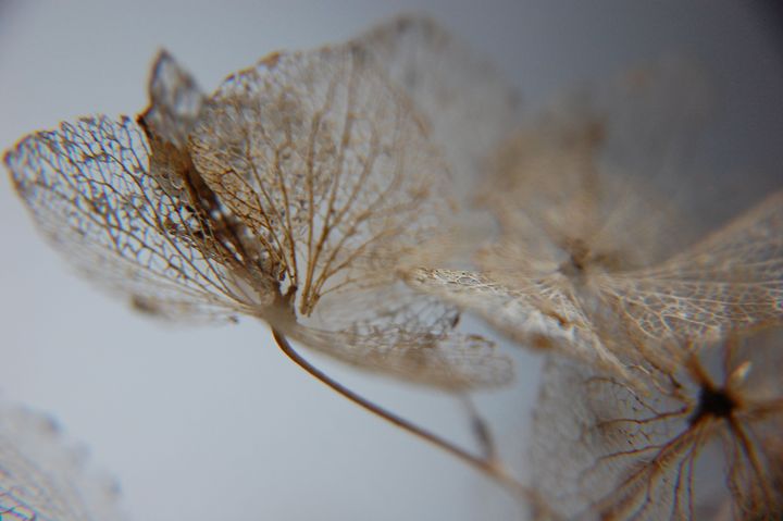 Perfectly Aged - Fluid Nature - Photography, Flowers, Plants, & Trees ...