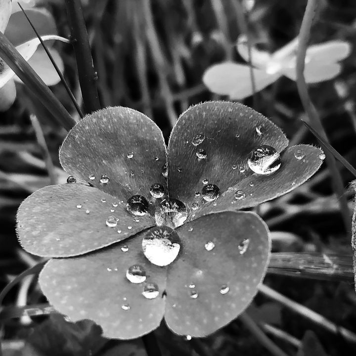 Clover - Elisa Guillon - Photography, Flowers, Plants, & Trees, Plants ...