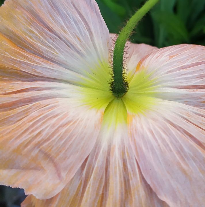 Pink poppy - Elisa Guillon - Photography, Flowers, Plants, & Trees ...