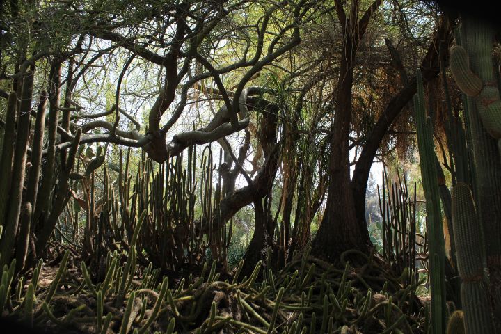 Cactus lights - Brian Edward Gallery - Photography, Landscapes & Nature ...