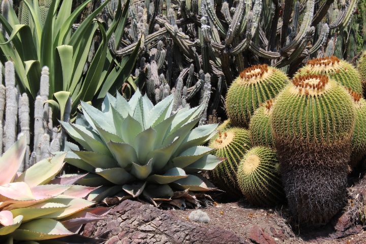 Cactus Combo - Brian Edward Gallery - Photography, Landscapes & Nature ...