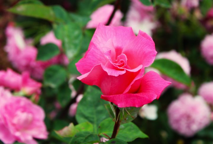 Pink Rose - Brian Edward Gallery - Photography, Landscapes & Nature ...