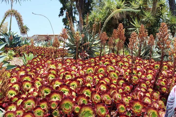 Groupings - Brian Edward Gallery - Photography, Flowers, Plants ...