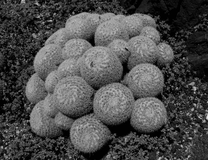 Rounds - Brian Edward Gallery - Photography, Flowers, Plants, & Trees ...