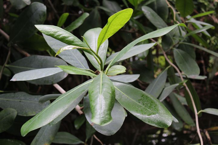 Begining - Brian Edward Gallery - Photography, Still Life, Floral - ArtPal