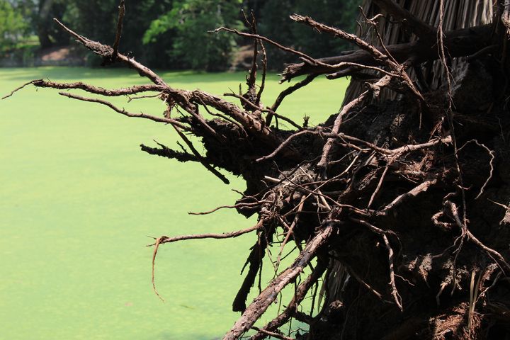 Root Streams - Brian Edward Gallery - Photography, Landscapes & Nature ...