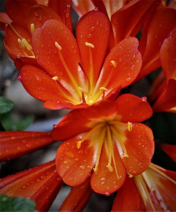 Blooms - Brian Edward Gallery - Photography, Landscapes & Nature ...