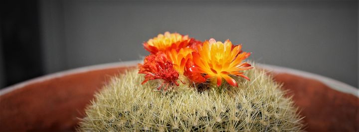Cactus Blooms - Brian Edward Gallery - Photography, Flowers, Plants ...