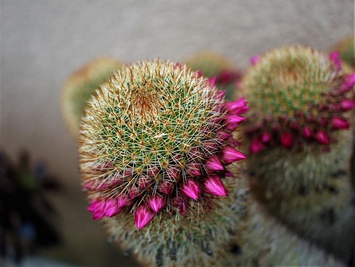 Royal Crown - Brian Edward Gallery - Photography, Flowers, Plants ...