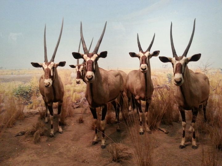 The Four - Brian Edward Gallery - Photography, Animals, Birds, & Fish ...