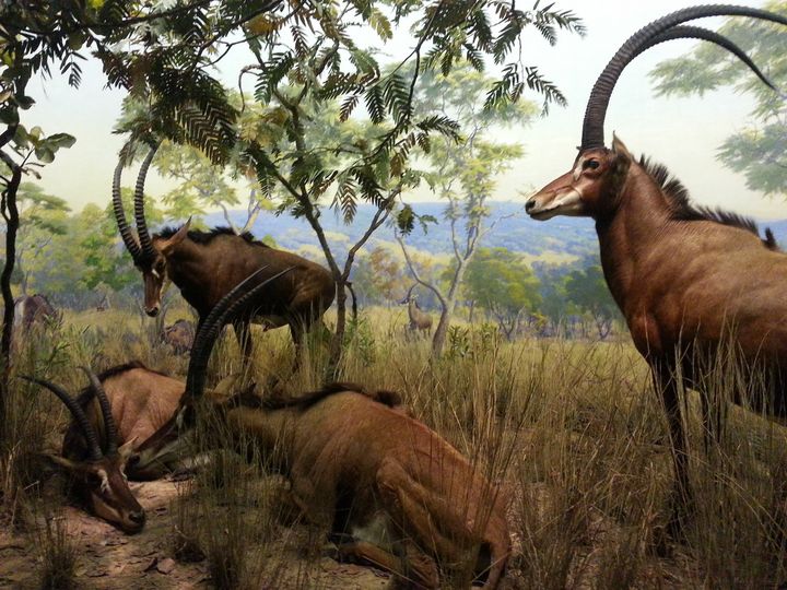 Resting - Brian Edward Gallery - Photography, Animals, Birds, & Fish ...