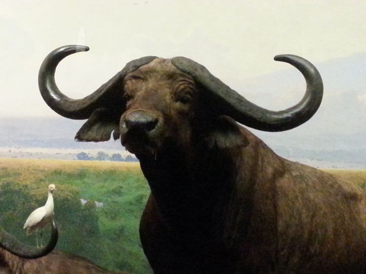 Friends - Brian Edward Gallery - Photography, Animals, Birds, & Fish ...