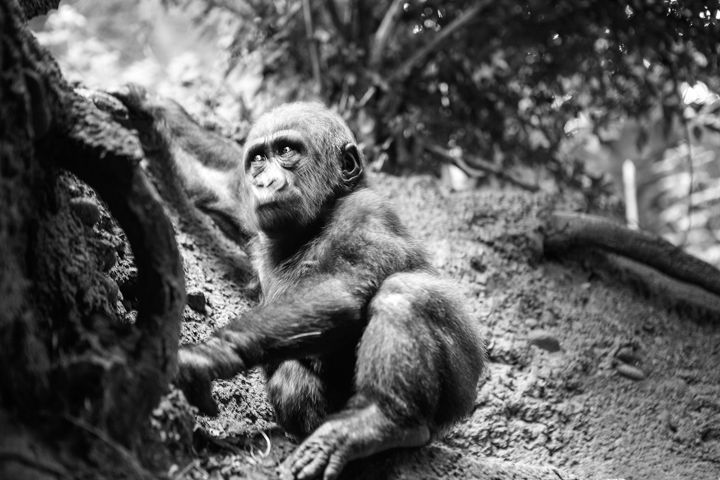 Baby Ape - debchePhotography - Photography, Animals, Birds, & Fish ...