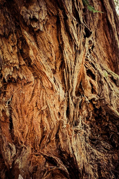 Tree Bark - debchePhotography - Photography, Landscapes & Nature ...