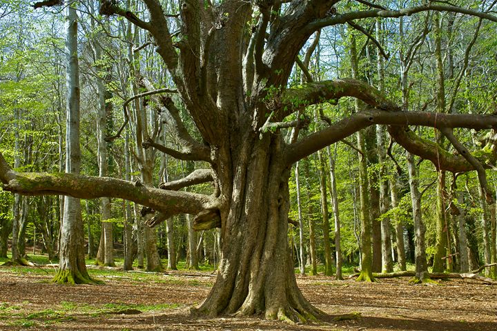Curly Twisted Tree - debchePhotography - Photography, Landscapes ...