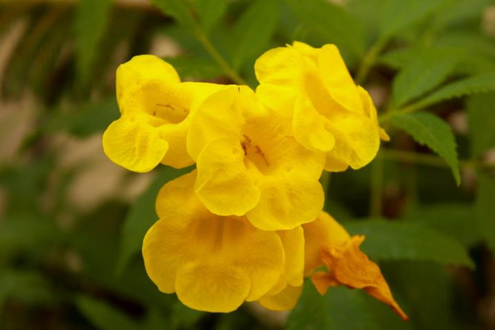 Flower Photography - Biya's Gallery - Photography, Flowers, Plants ...
