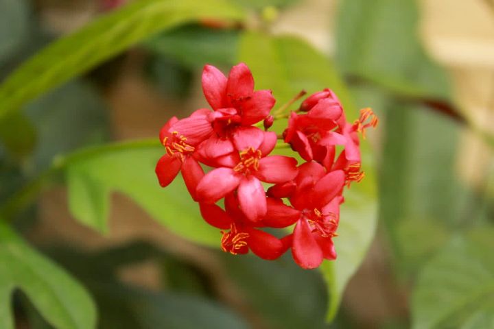 Flower Photography - Biya's Gallery - Photography, Flowers, Plants ...