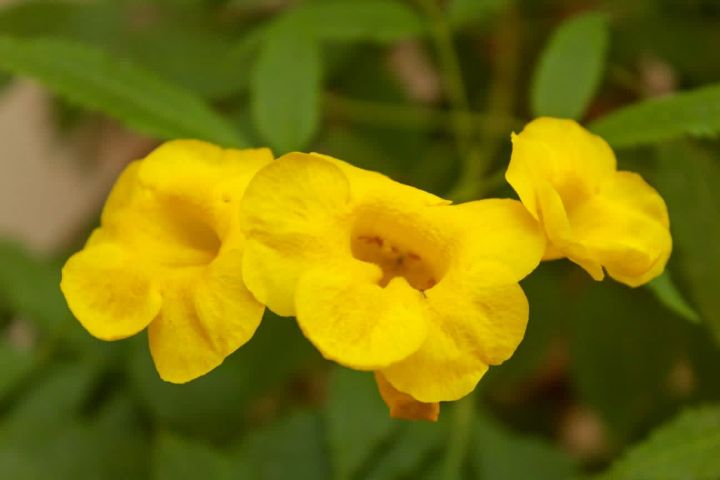 Flower Photography - Biya's Gallery - Photography, Flowers, Plants ...