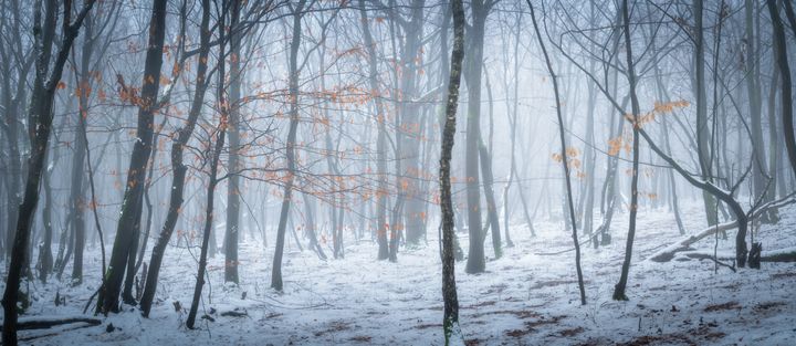 Frozen forest - Martin Galea photography - Photography, Landscapes ...