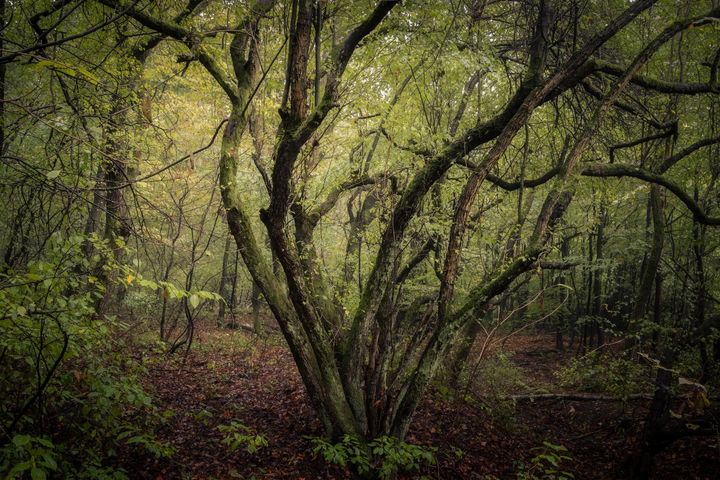 Majestic tree - Martin Galea photography - Photography, Landscapes ...