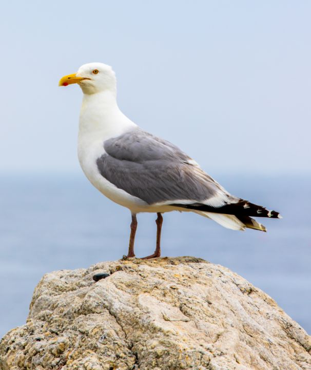 Seagull - D&M Photography - Photography, Animals, Birds, & Fish, Birds ...