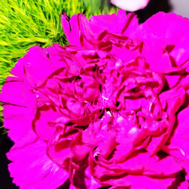 Dark Pink Carnation - Art Magically - Photography, Flowers, Plants ...