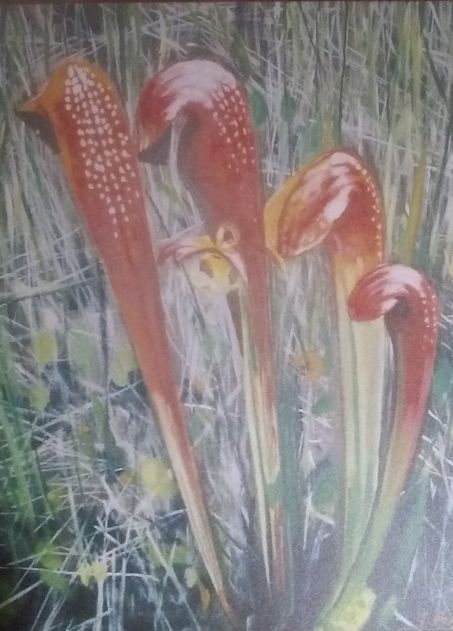 Pitcher Plant - Terry Forrest Fine Art - Paintings & Prints, Flowers ...