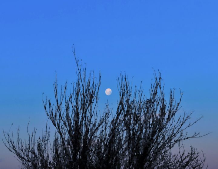 Full Moon behind Tree Branch Silhoue - lukefranklinimages - Digital Art ...