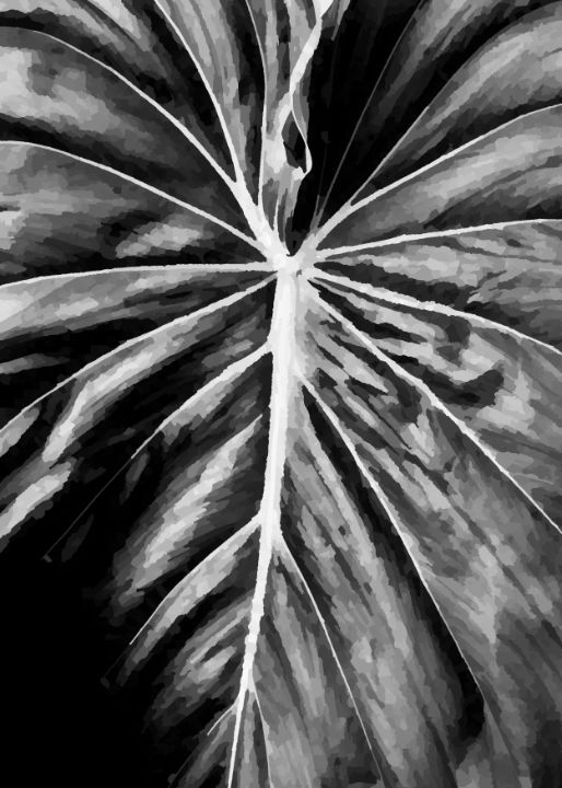 Leaf Abstract - lukefranklinimages - Photography, Abstract, Geometric ...
