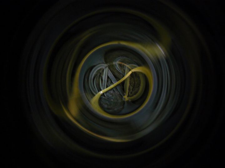 afterthought - reflectionsArts - Photography, Flowers, Plants, & Trees ...