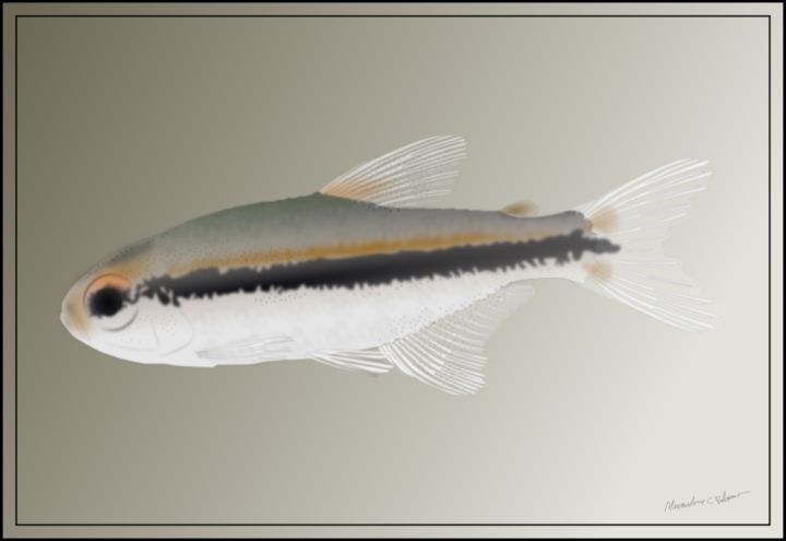 Hyphessobrycon vilmae - RibIchtyo - Drawings & Illustration, Animals ...