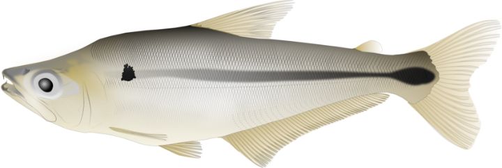 Galeocharax humeralis - RibIchtyo - Drawings & Illustration, Animals ...