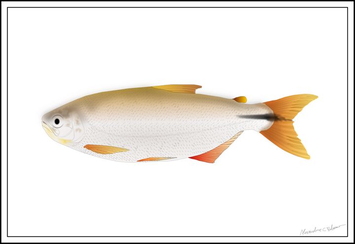 Brycon hilarii - RibIchtyo - Drawings & Illustration, Animals, Birds ...