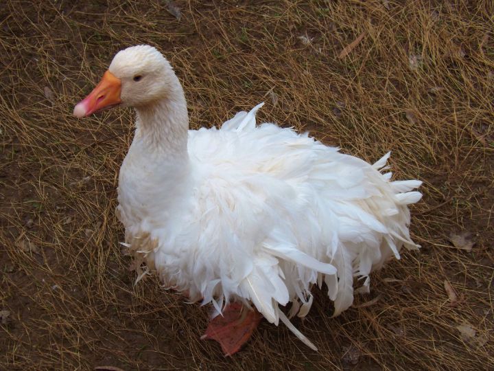 Scruffy Duck - CarlyleArt - Photography, Animals, Birds, & Fish, Other ...