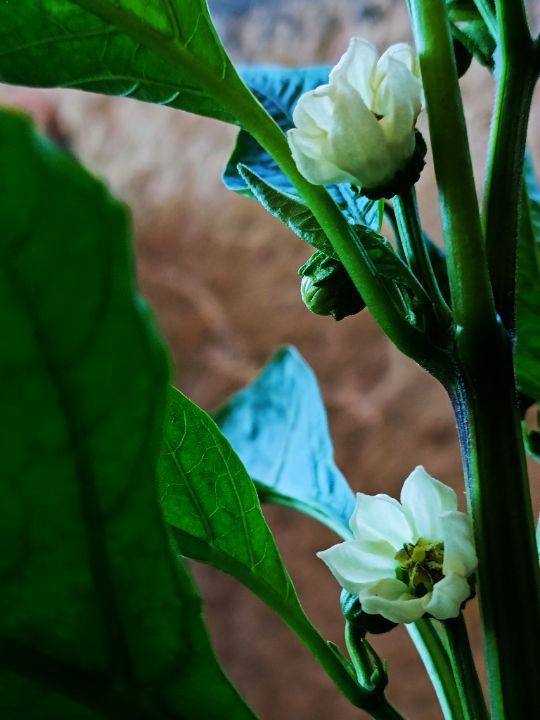 Classic flowers - Horizon Harmony - Photography, Flowers, Plants ...