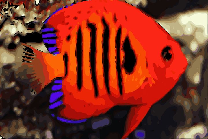 Fire Angelfish - Gypsea Art & Designs - Photography, Animals, Birds ...