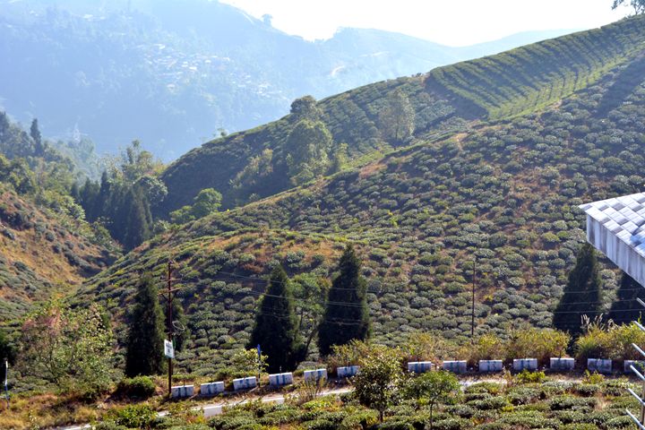 TEA GARDEN AT MIRIK . INDIA - MUKTI ART PHOTO 18 - Photography ...