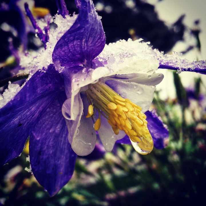 Frosty Spring 1 - Amanda Hovseth - Photography, Flowers, Plants ...