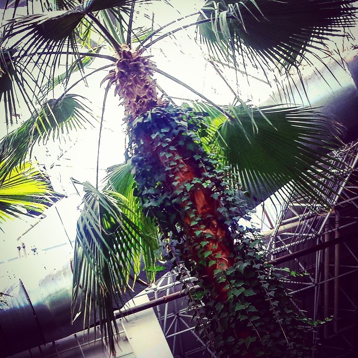 Palm Tree in Chicago - Amanda Hovseth - Photography, Flowers, Plants ...