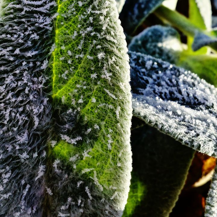 Fuzzy Frost - Amanda Hovseth - Photography, Flowers, Plants, & Trees ...