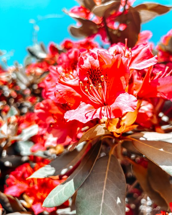 Vivid & Vibrant Photography - Photography