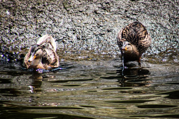 A Ducky Dip - Vivid & Vibrant Photography - Photography, Animals, Birds ...