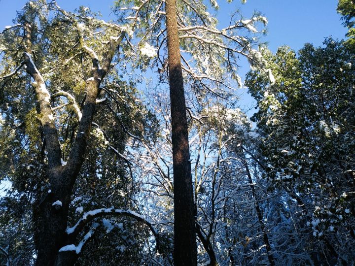Up Tree - Susan Cook - Photography, Landscapes & Nature, Other ...