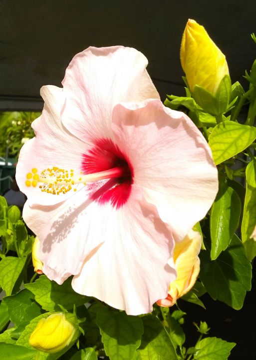 Hibiscus Pink - Susan Cook - Photography, Flowers, Plants, & Trees ...