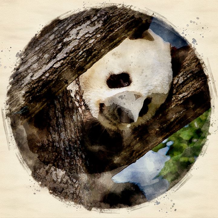 Panda | Digital Art - D&D Design - Digital Art, Animals, Birds, & Fish ...