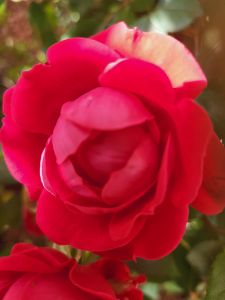 LaCoop designs - Photography, Paintings & Prints