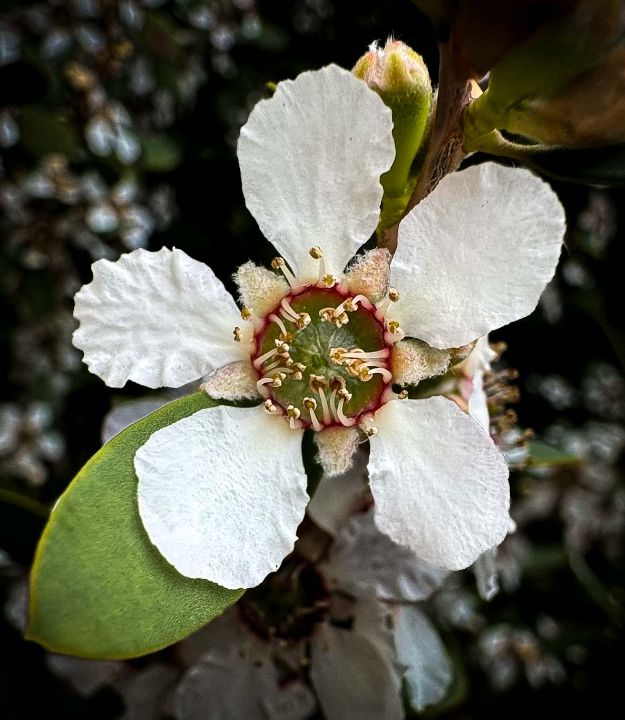 Coastal Tea Tree Flower - Ferlinghetti Van Houten Photography ...