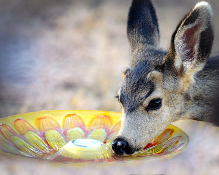 Fawn Drinking - Debra Kewley - Photography, Animals, Birds, & Fish ...