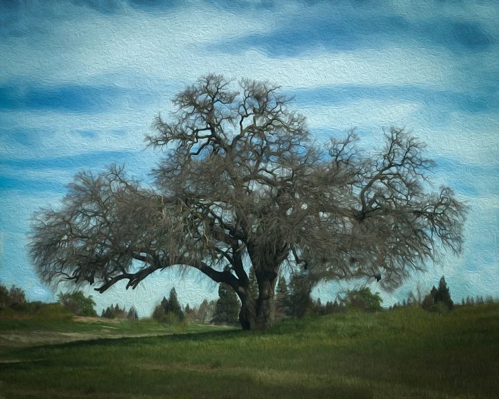 Majestic Oak - Mike Martin Photography - Photography, Flowers, Plants ...